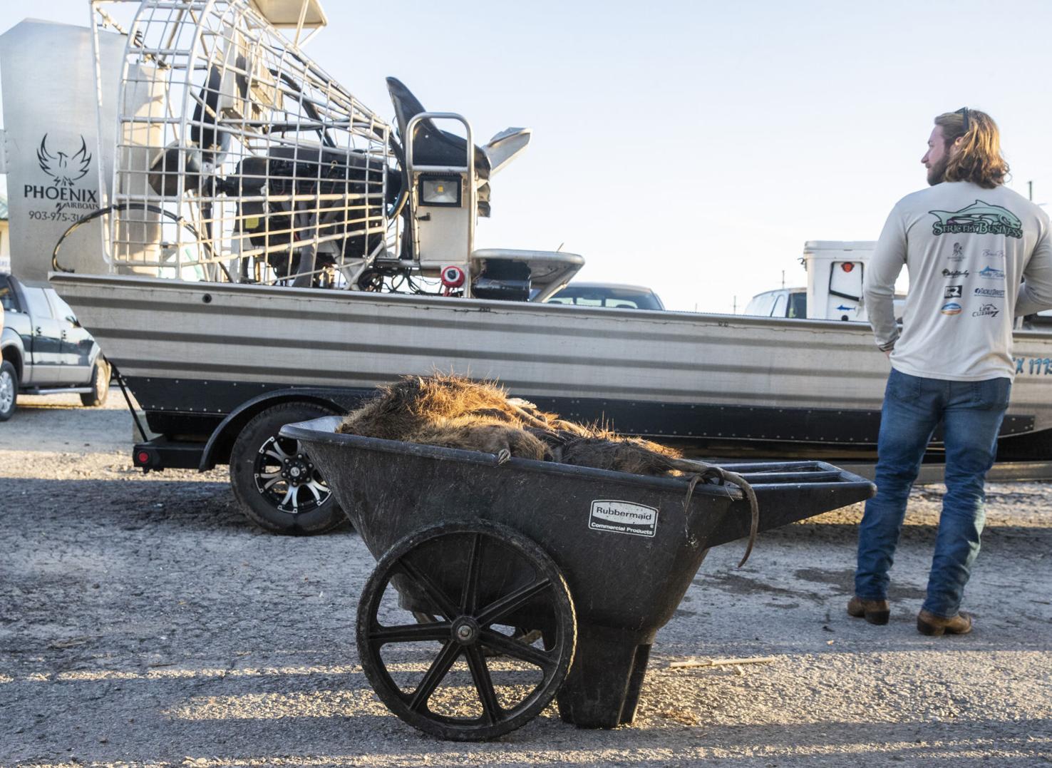 Photos: Rodeo returns to Venice to help eradicate invasive nutria rats ...