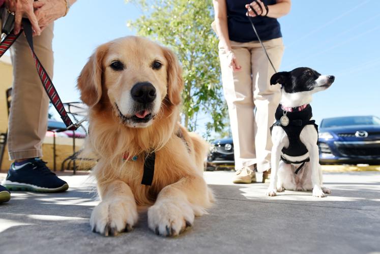 A soldier's best friend: Pet Partners assists those who've served and ...