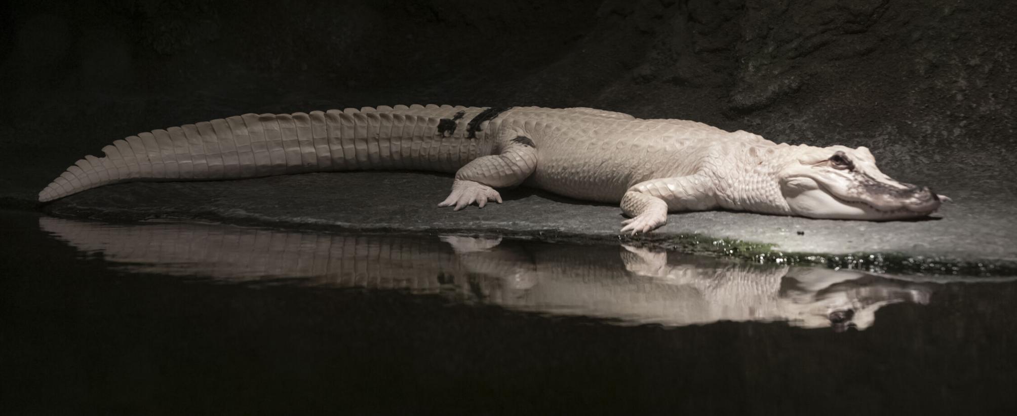 Sponsored: Alligators at Audubon Zoo in New Orleans | Sponsored ...