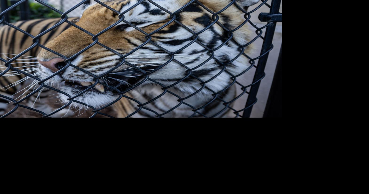 BR.mikevii.012226_7470 MJ.JPG | | nola.com