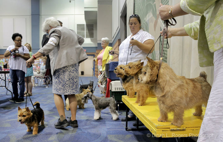 Lagniappe Dog Show returns to Kenner | Archive | nola.com