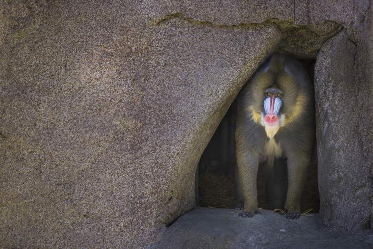 Audubon Zoo welcomes two exotic mandrills to primate exhibit | News ...