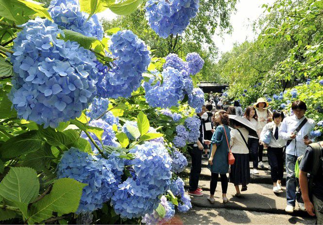 Happy hydrangeas: how to plant, grow and choose the best plants | Home ...