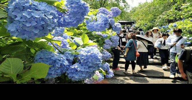 Blue flowers that will color your NOLA landscape | Home/Garden | nola.com