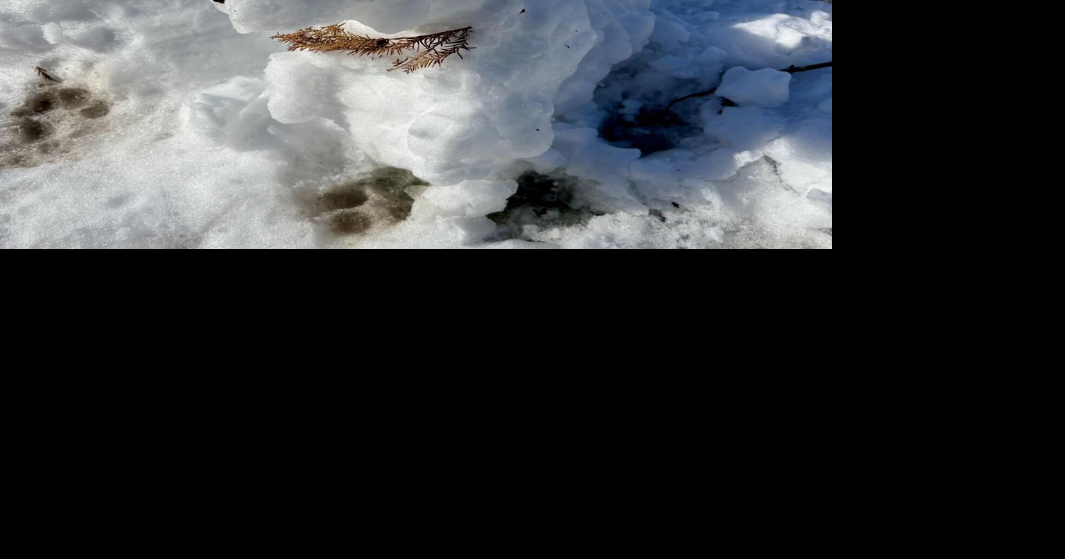 Runaway dog Scrim survives New Orleans blizzard and freeze ...