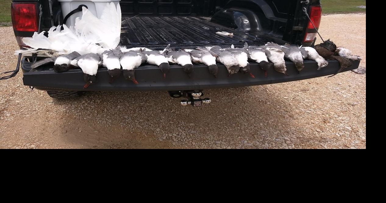 Alabama man accused of shooting seagulls in Louisiana | Environment ...