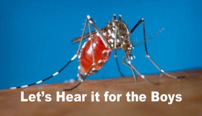 Newcomers' guide to the 5 New Orleans bugs that bug us most | Home ...