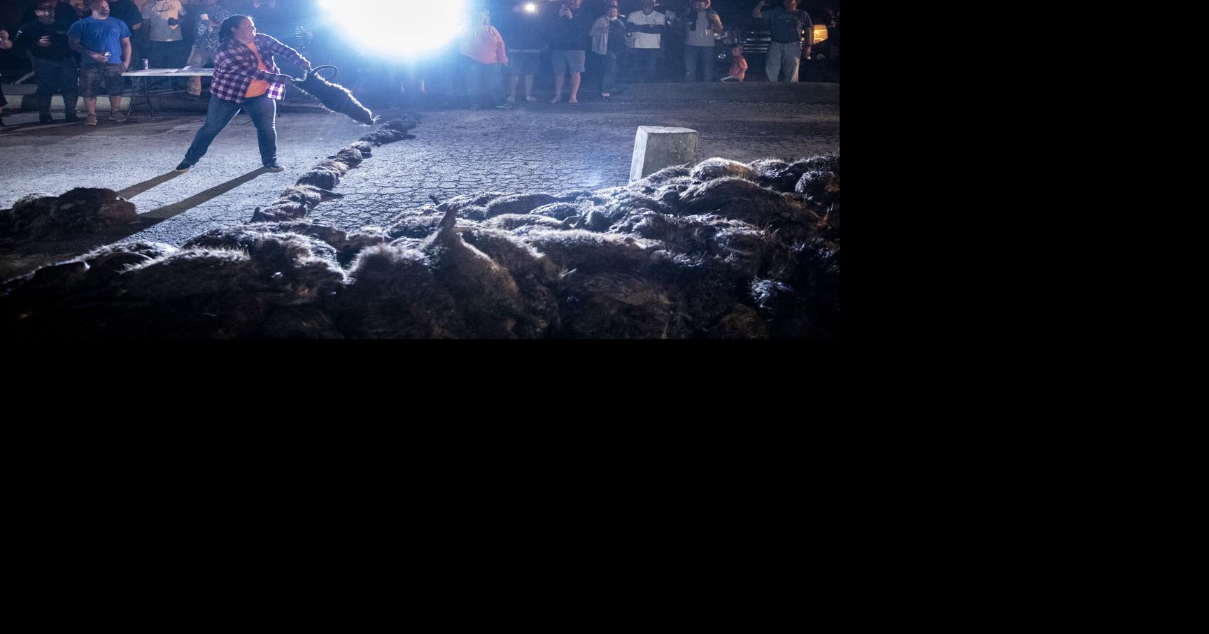 'It was the most fun I've ever had': Revived 'Nutria Rodeo' bags 1,500 ...