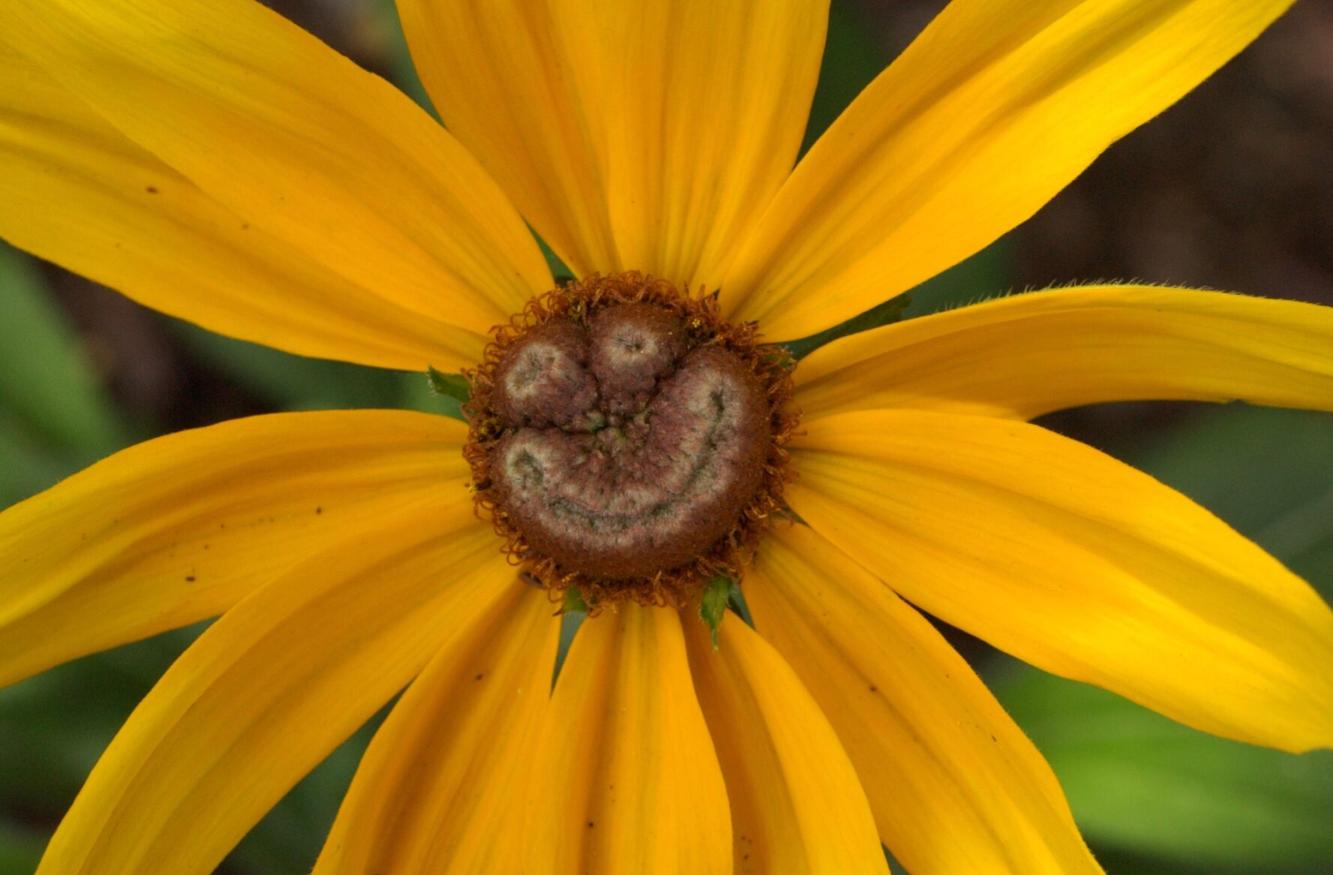 Get summer flowers off to good start with Dan Gill's advice | Home ...