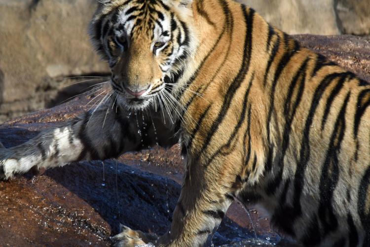 All about Mike VII: Owner says LSU's new, fun-loving mascot 'hit the ...