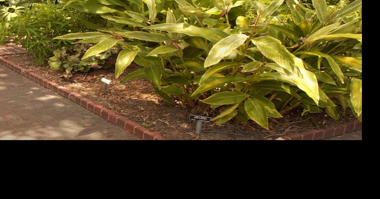 Dan Gill's garden tips: Support ginger; trim back after blooming | Home ...