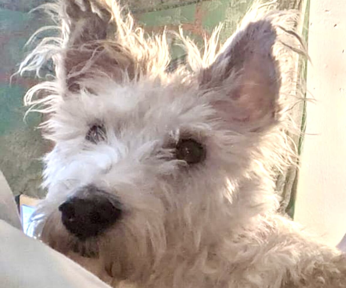 Scrim, the fugitive Mid-City dog, has finally been captured ...