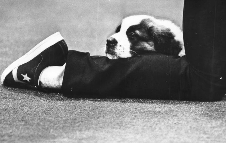 Gumbo rah-rah: How a St. Bernard dog became the New Orleans Saints ...