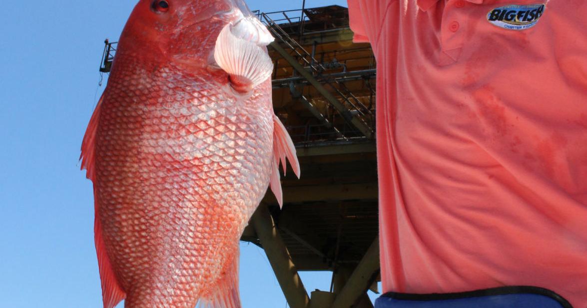 Got a bay boat? You can have red snapper | Sports | nola.com