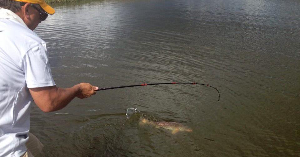 Why are more TAG Louisiana redfish recaptured than speckled trout ...