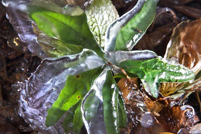 Don't prune freeze-damaged plants just yet: 5 tips for recovering your ...