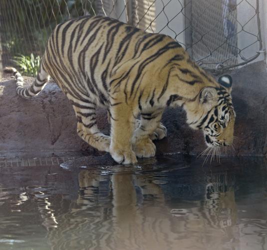 Photos: First look at LSU's newest live tiger mascot, Mike VII ...