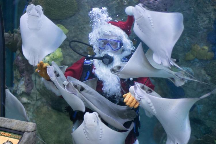 Santa and elves are scuba diving at the Audubon Aquarium. Here are ...