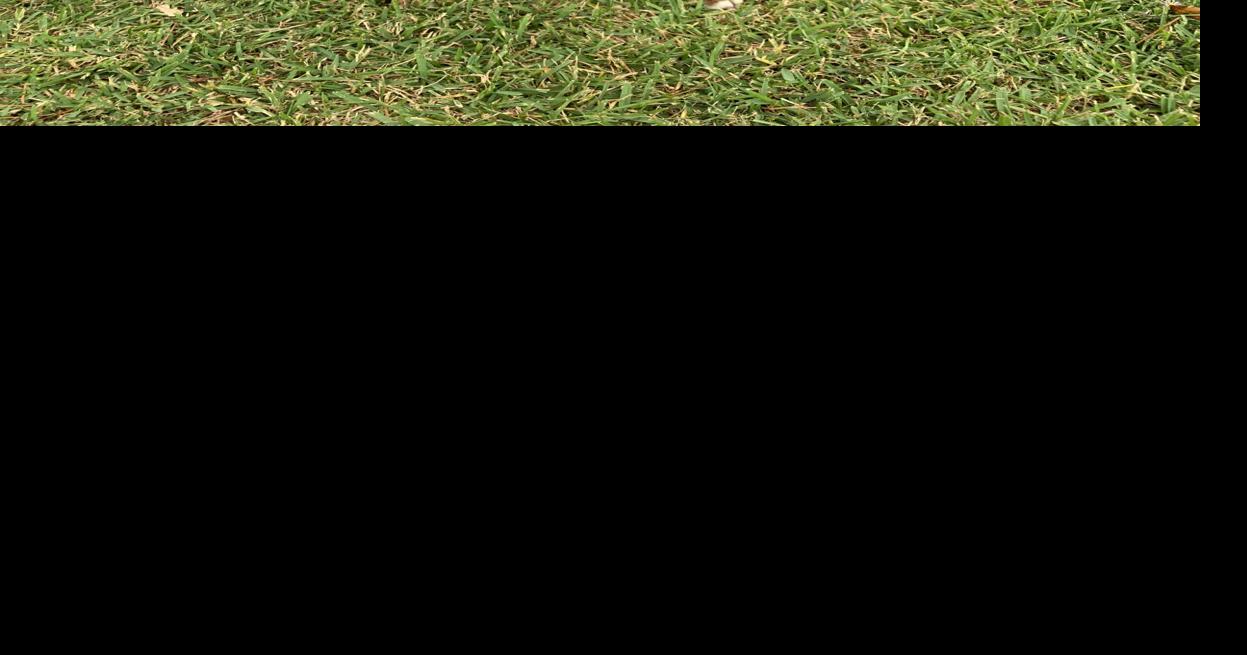 Area animal groups to benefit from Race to the Rescue through historic ...