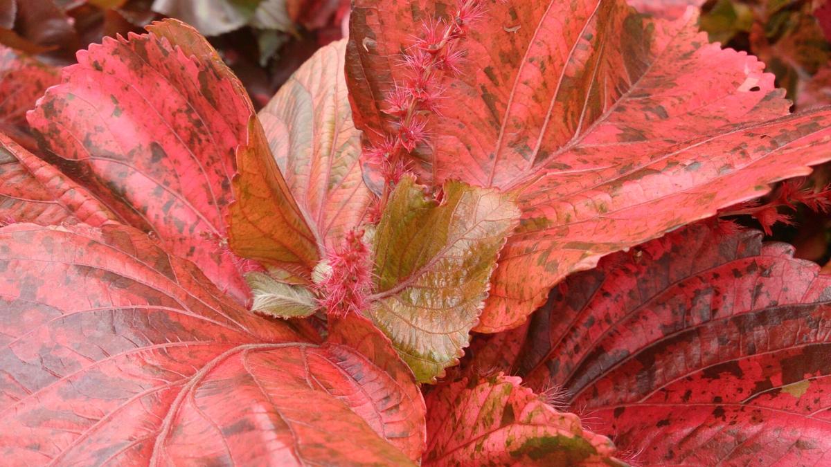 Try plants that rely on foliage, not flowers, for vivid hues | Home ...