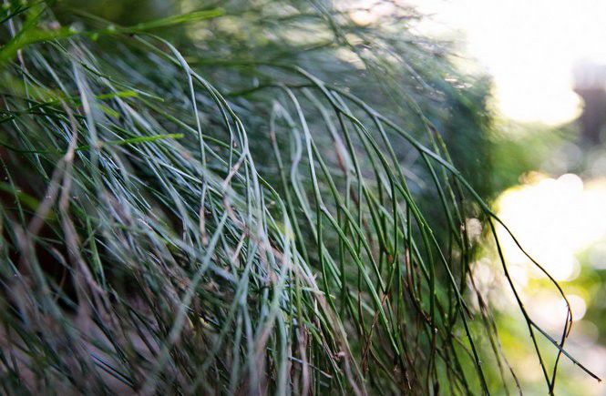 How to grow gorgeous ferns in Louisiana gardens | Home/Garden | nola.com