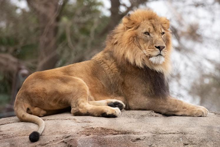 Sponsored: Lions at Audubon Zoo | Sponsored: Audubon Nature Institute ...