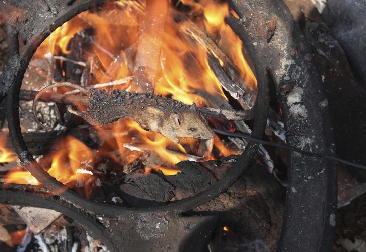 Eating mice, a delicacy in Zimbabwe, or a sign of poverty? | Where NOLA ...