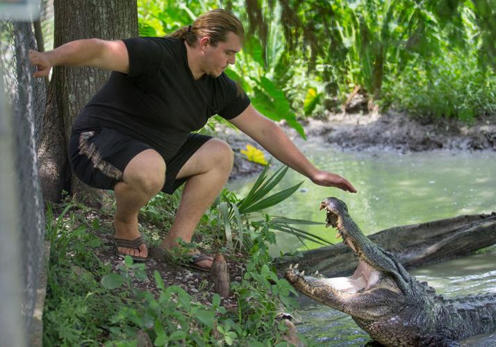 Alligator's comeback offers lessons as conservation law faces criticism ...