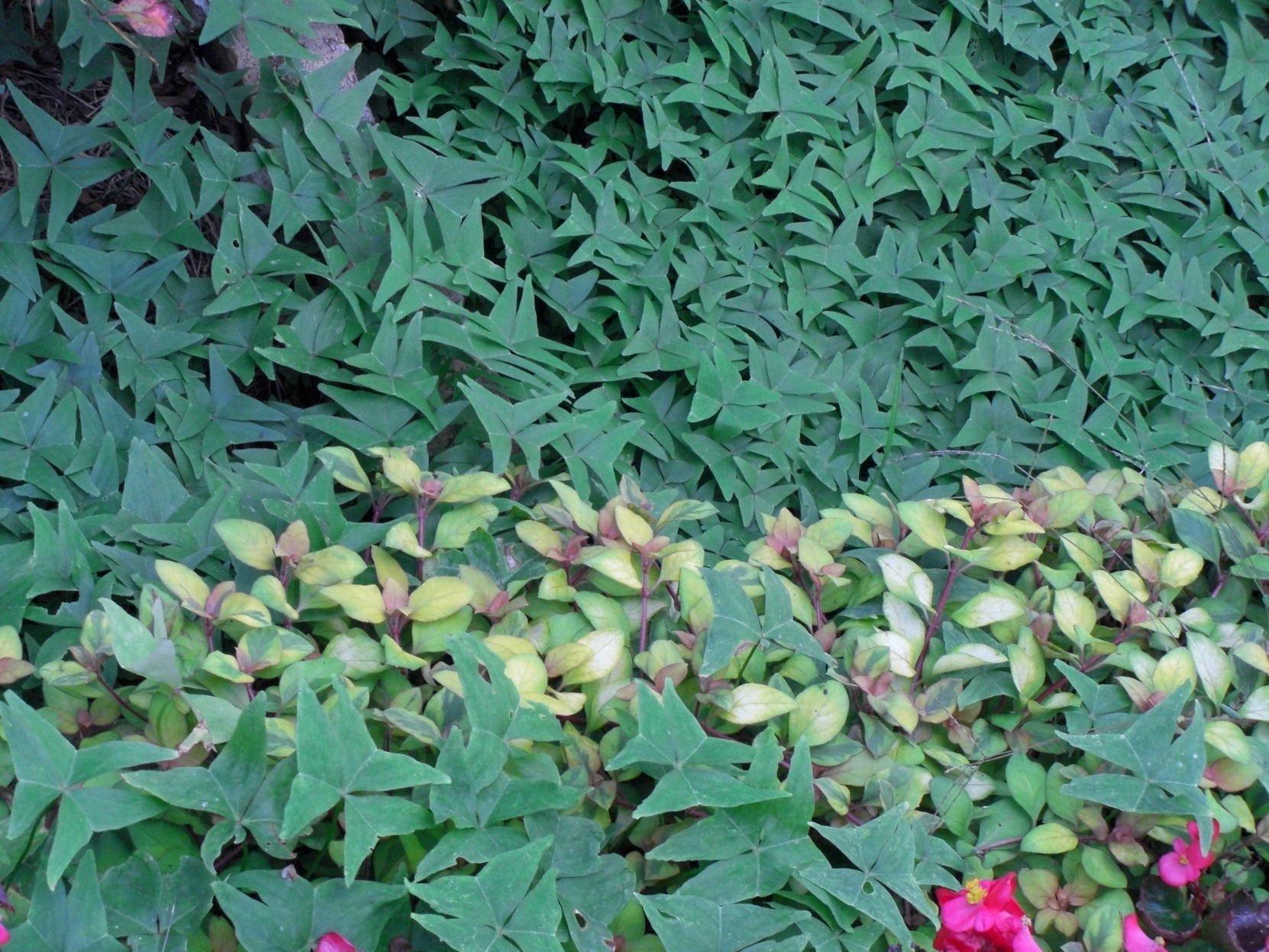 Getting rid of oxalis weeds is a battle: Dan Gill's advice | Home ...