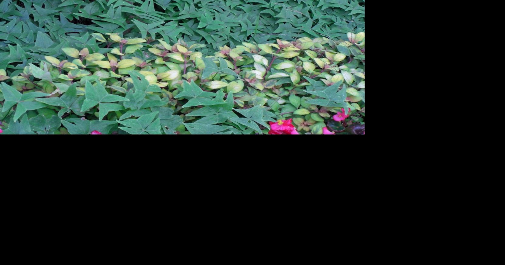Getting rid of oxalis weeds is a battle: Dan Gill's advice | Home ...