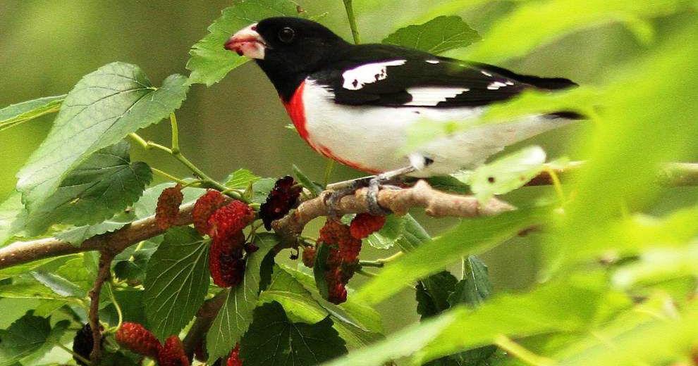 Tips for birdwatchers: Bring migrating birds to your yard | Home/Garden ...