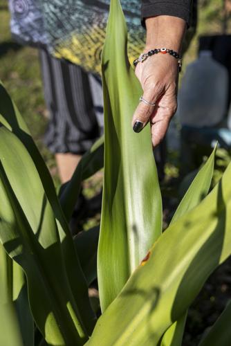 Bulbancha Blooms is a garden in New Orleans' Upper 9th Ward ...