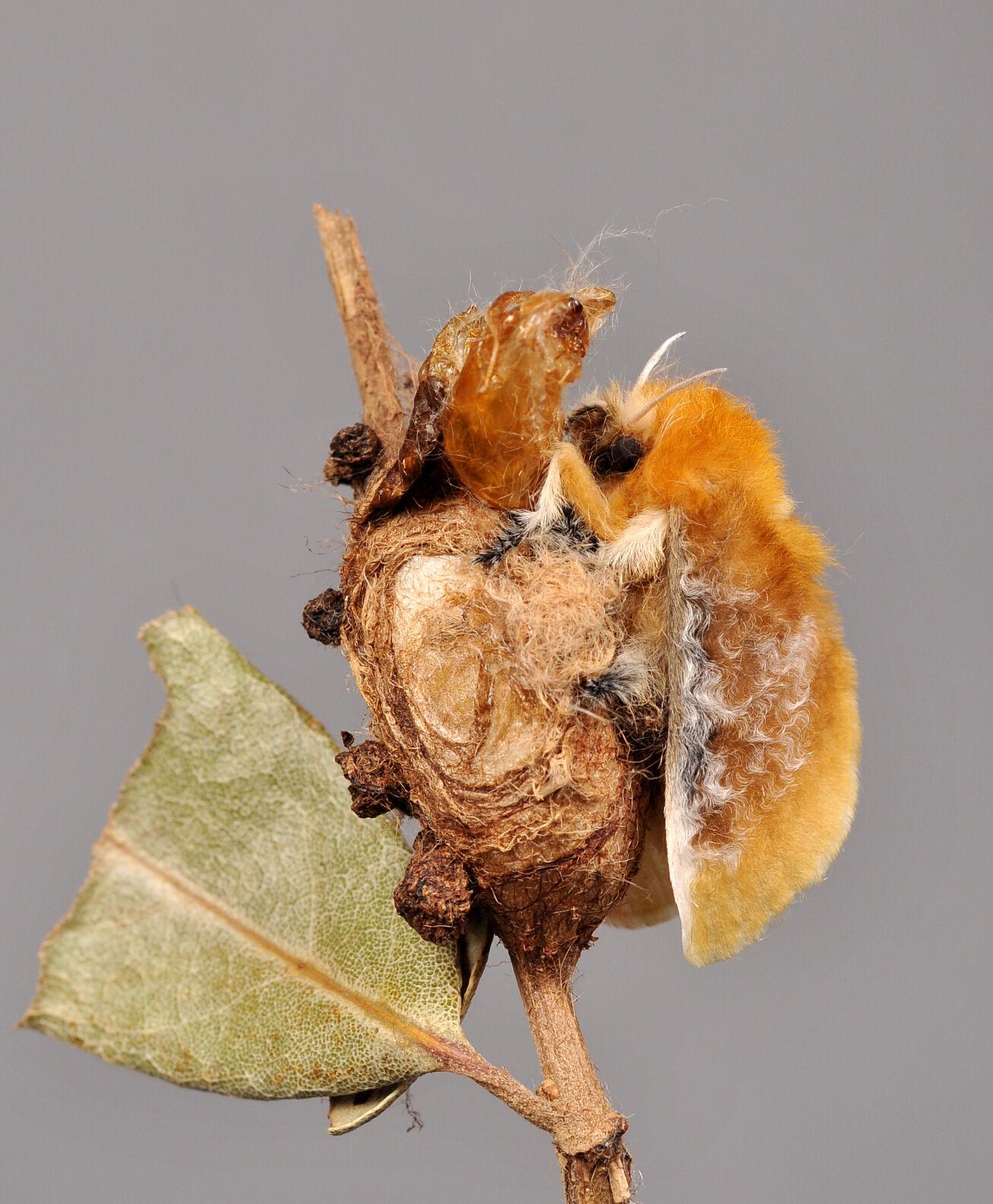 4 common stinging caterpillars in New Orleans: How to ID | Home/Garden ...