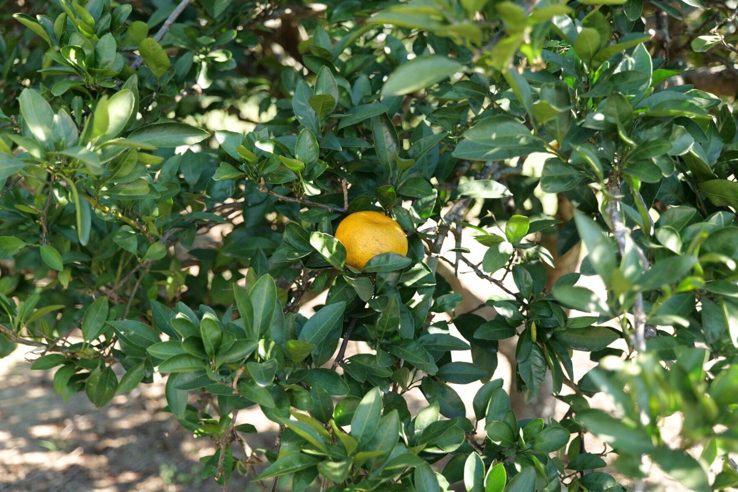 Plant citrus trees when the time is right for your location ...