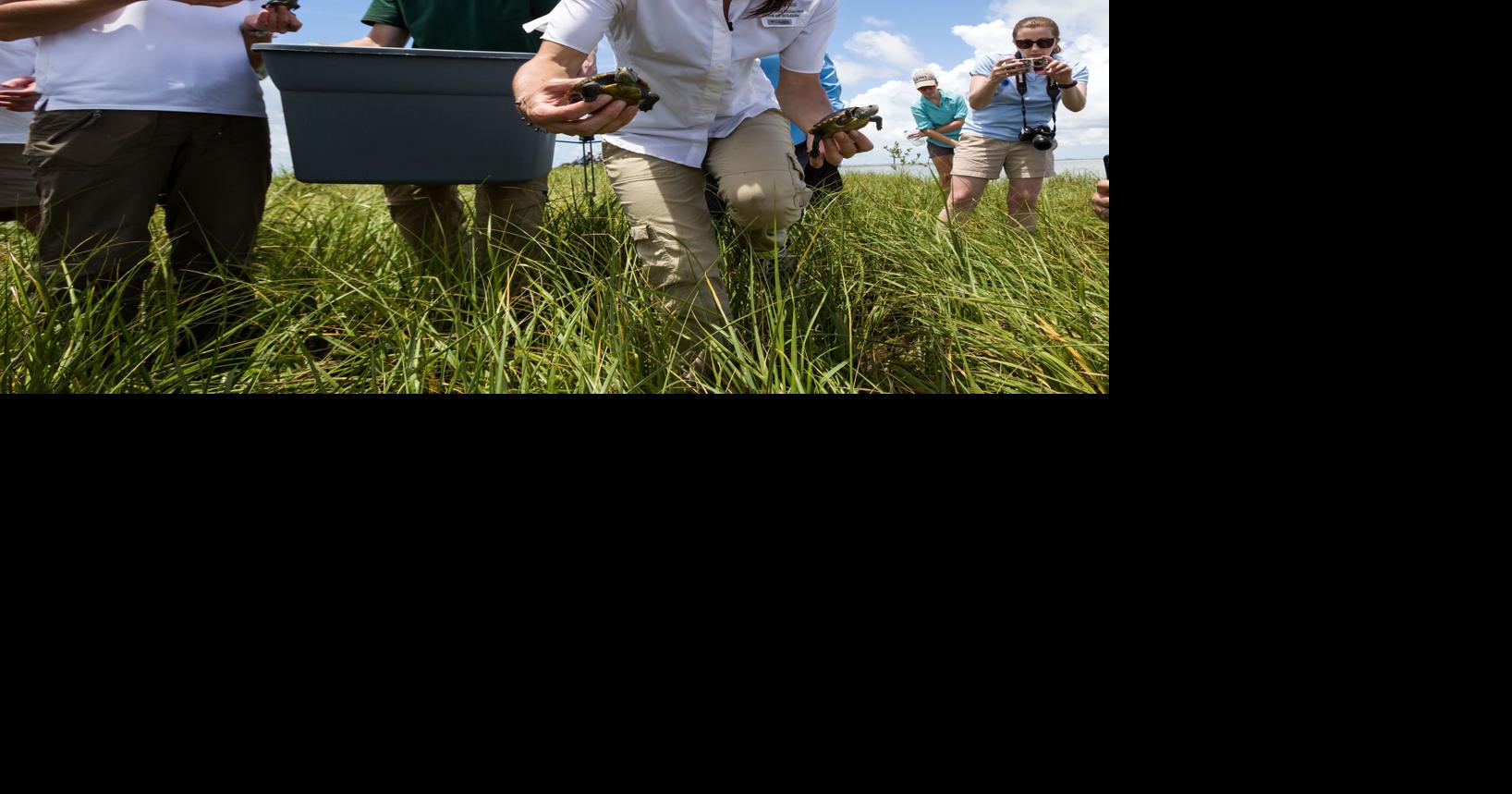 Shell game: researchers release 21 diamondback terrapins hatched from ...