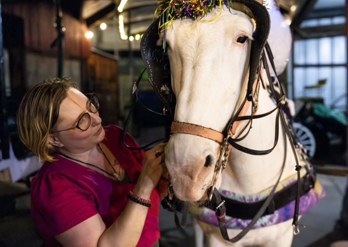 How a unicorn mule became a New Orleans French Quarter star | News ...