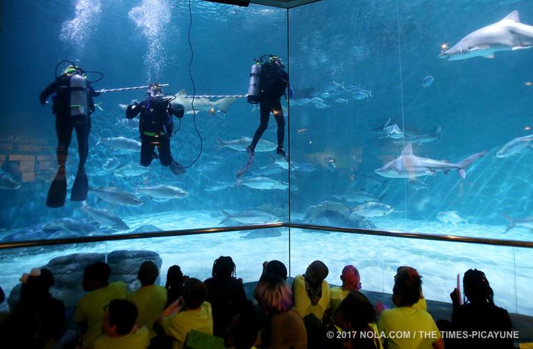 Teaching with the sharks: Diving educator turns aquarium into classroom ...