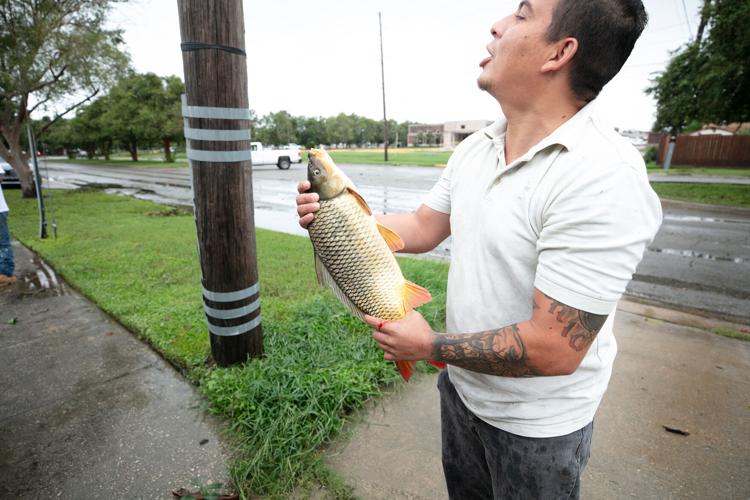 Fish swim in Louisiana streets after Hurricane Francine | Hurricane ...