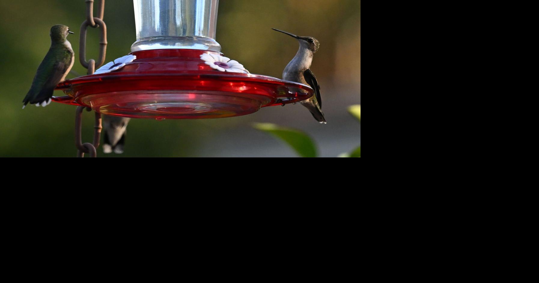 When does LA hummingbird season start? Tips to attract them | Home ...