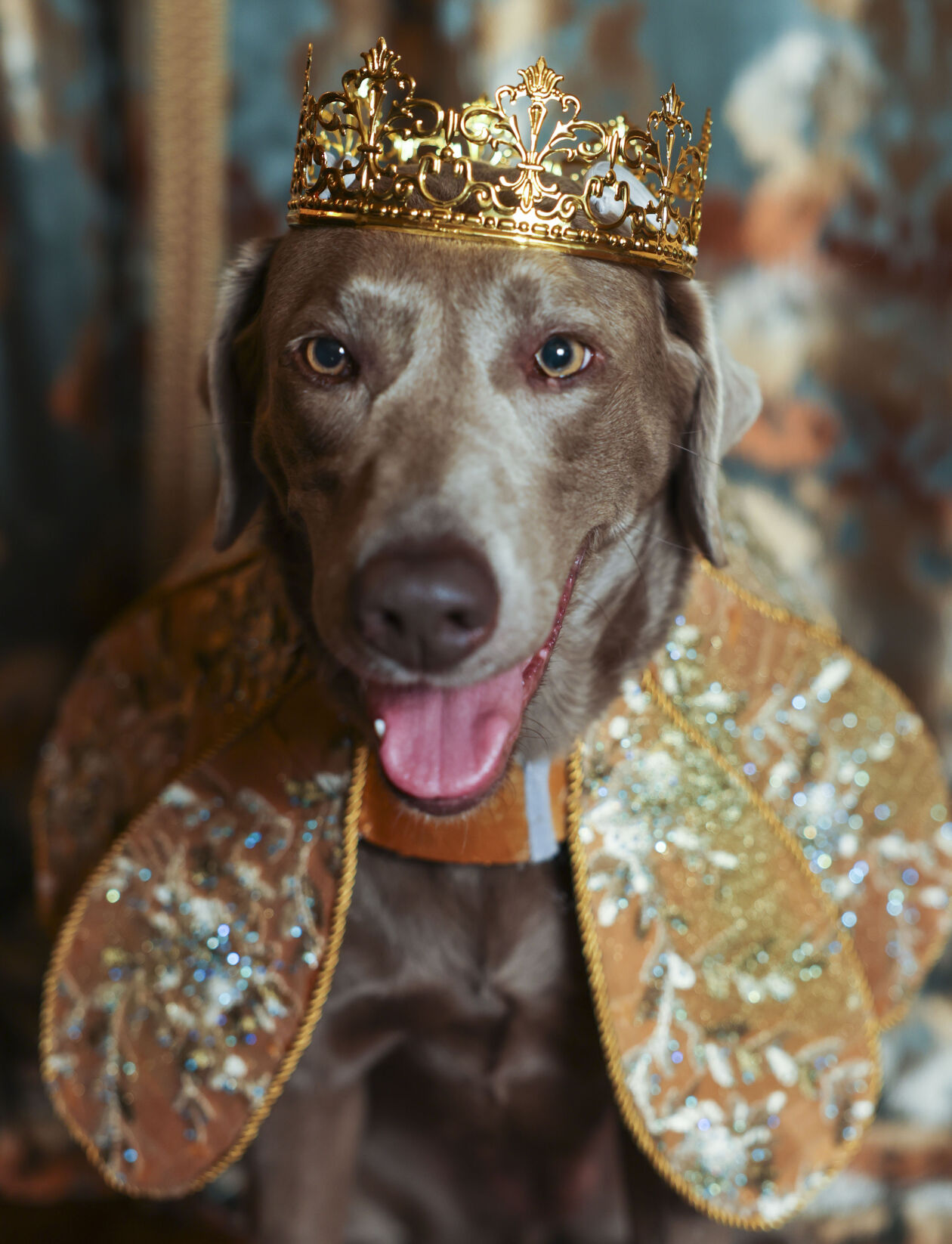 After 30 years, Barkus is still the top dog | Mardi Gras | nola.com