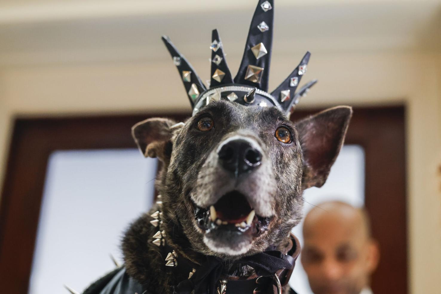 Photos: Barkus canine royalty eat lamb chops at Galatoire's | Photos ...