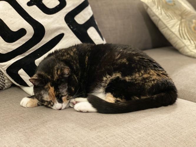 How a philosopher cat won everyone over: Jan Risher | Entertainment ...