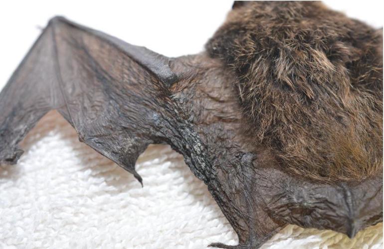 Bat-killing fungus makes first appearance in Louisiana | Environment ...