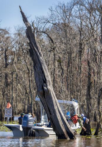 Maurepas Swamp diversion construction contract awarded | Environment ...