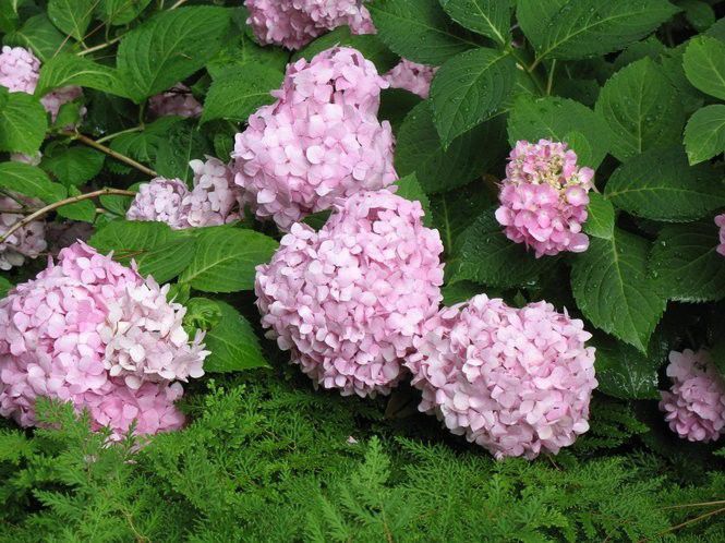 Happy hydrangeas: how to plant, grow and choose the best plants | Home ...