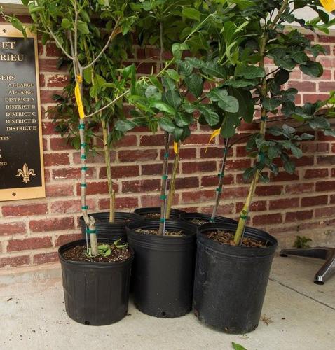 This week's gardening tips: what to do about splitting citrus fruit ...