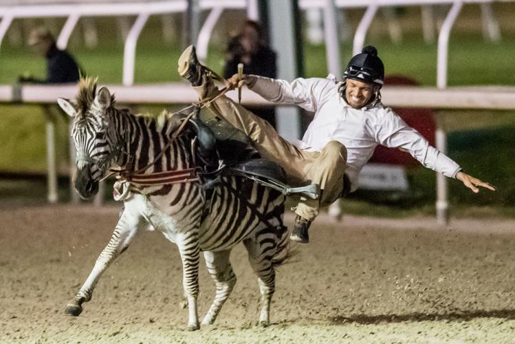 At New Orleans Fair Grounds, camels, zebras and ostriches joined horses ...