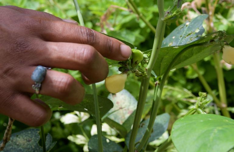 Herbs and vegetables of the African diaspora grow at Longue Vue, with ...