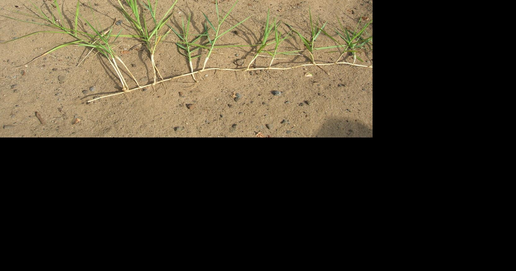 Turf war: Settle in for a long battle against torpedograss | Home ...