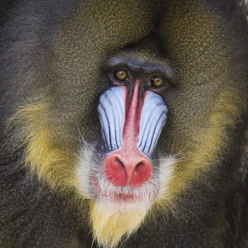 Audubon Zoo welcomes two exotic mandrills to primate exhibit | News ...